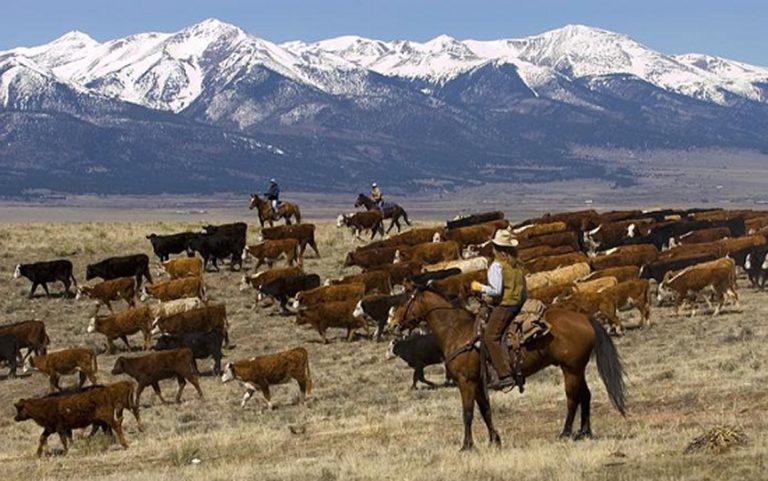 Dude Ranch Vacations ~ A curated guide